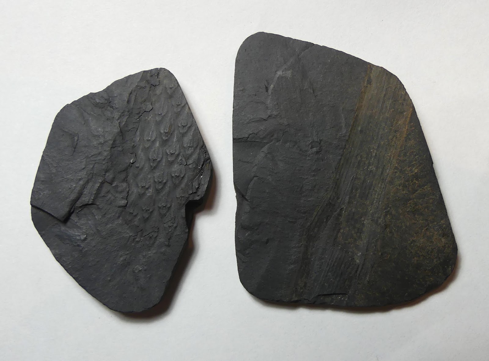 Julia Garner : Megalichthys (Carboniferous fish) Lino-cut Print.