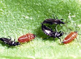 Morfologi dan klasifikasi Hama Thrips | Belajar Pertanian Organik