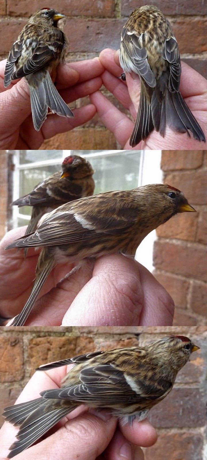 Worcestershire Redpolls and separation guide: Worcestershire Redpolls ...
