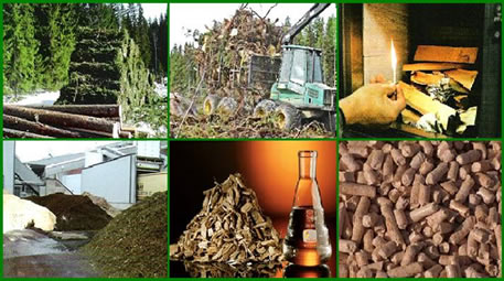 Biomassa Sebagai Sumber Energi Alternatif Masa Depan ~ Renewable Energy