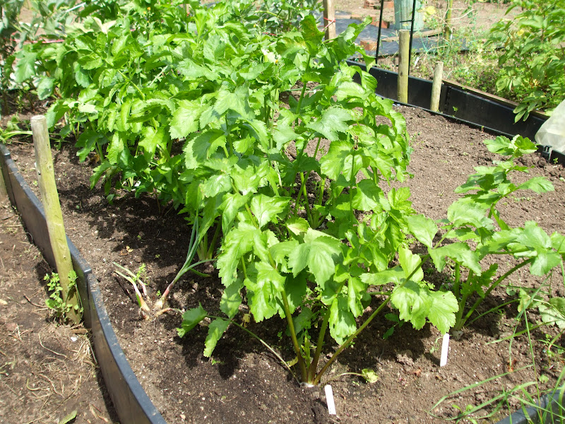 The Compost Bin: Growing Parsnips