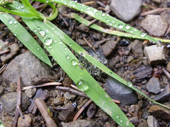 Yoga Meditation Palm Beach : Bette Calman 83 year old yogini still ...