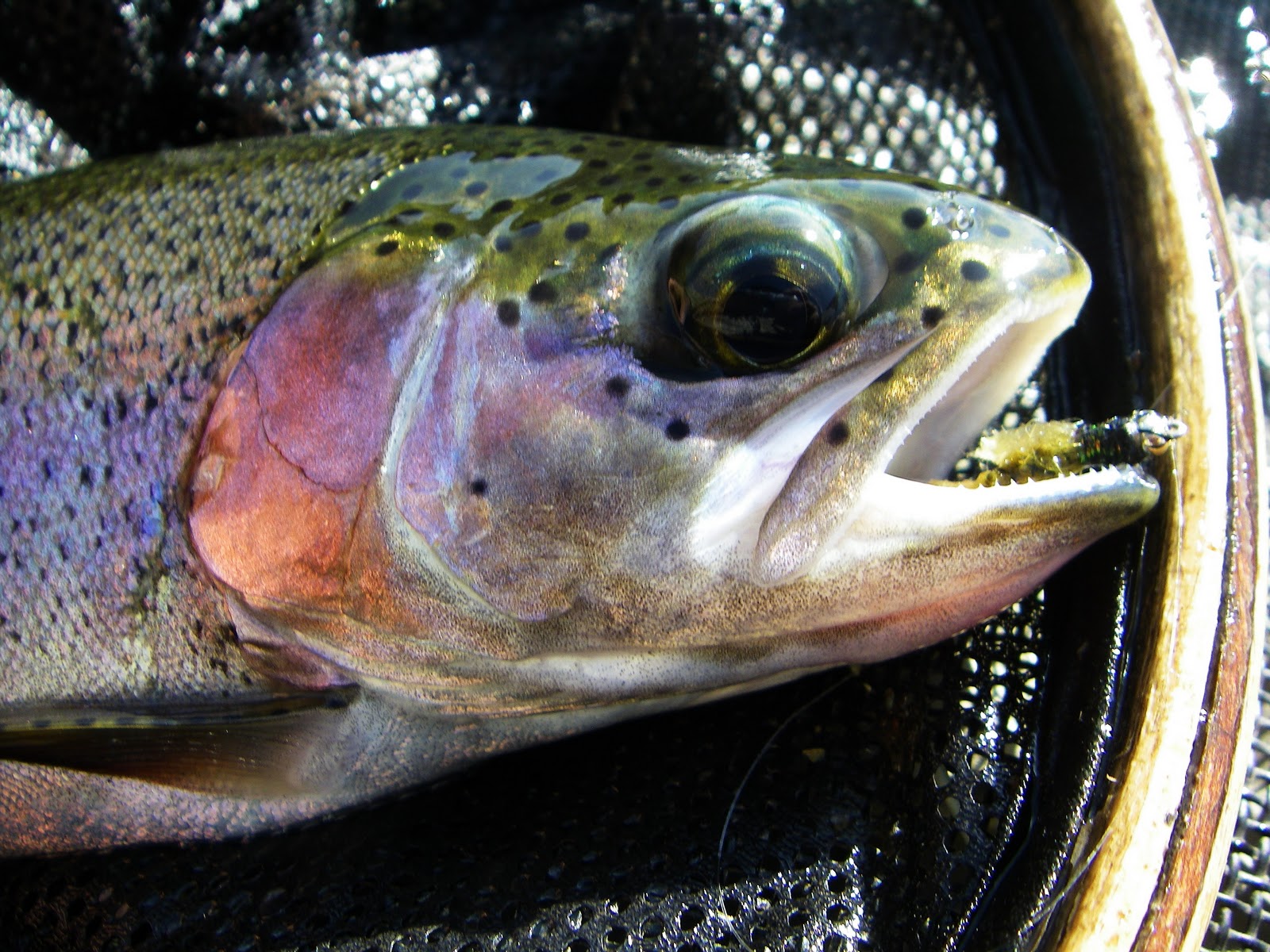 Home Waters: A Fly Fishing Life: Chopaka Lake Report: So Long, September