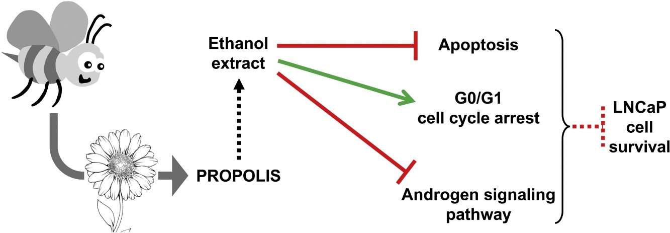 Apitherapy News: Propolis May Help Treat Prostate Cancer