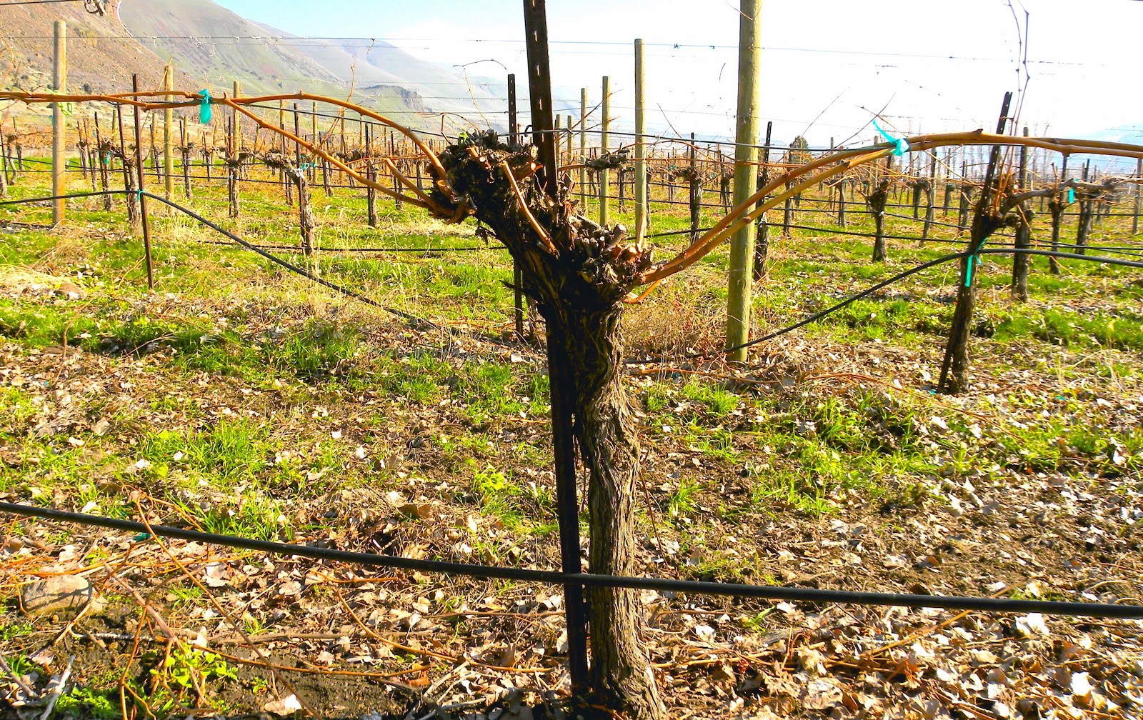 Wine Reviews For The Average Wine lover: The Desert Wine Guy - How To ...