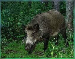 Hama Babi Hutan ~ agricultural science