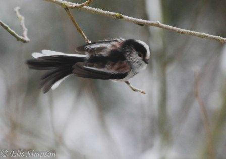 Rick Simpson Birding: February 2013