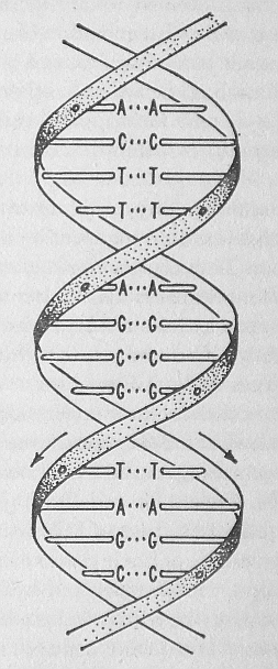 Evolution blog: Wat waren de keuzemogelijkheden voor de structuur van ...