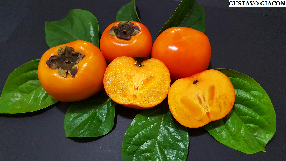 Viveiro Ciprest - Plantas Nativas e Exóticas: Caqui Fuyú ( Diospyros kaki )