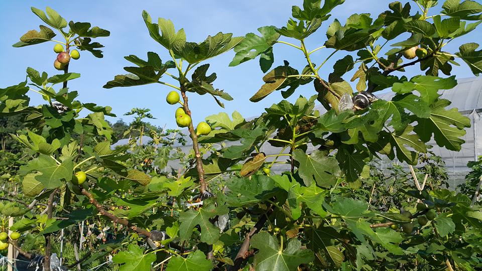 PETANI KOTA:NATURAL ZONE: POKOK FIGS / POKOK TIN