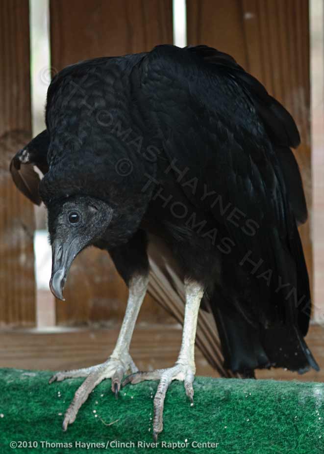 Landing Heron.. awkward beauty Cats, Photos,Jewelry,Jesus: Vultures ...