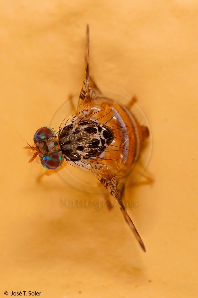 Naturgramas: Mosca de la fruta (Ceratitis capitata)