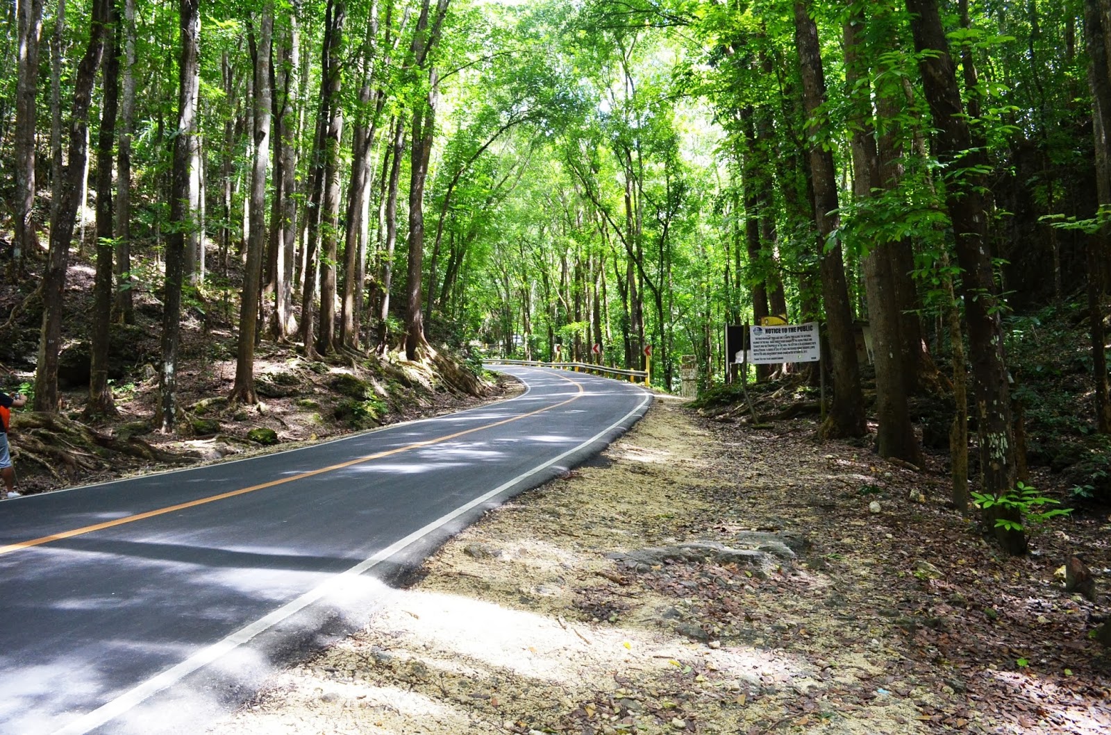 Exploring Bohol: The Man-Made Forest