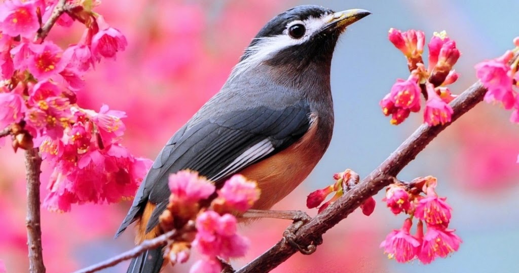 México a través de la mirada de una cubana: Ya llega la Primavera!