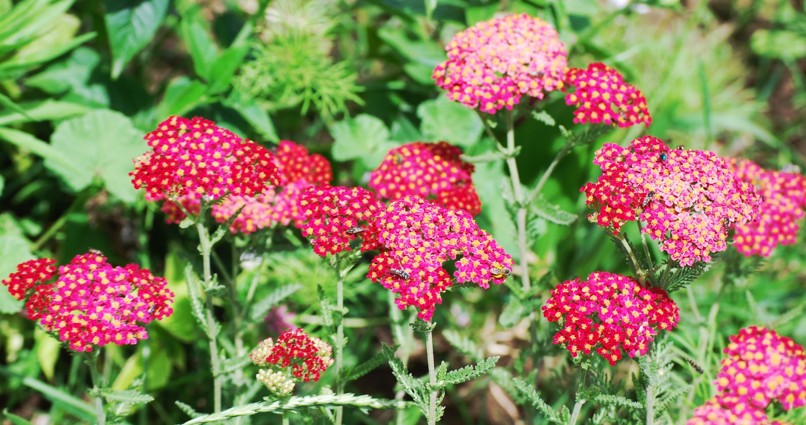 Photographing Flowers: Royal Reds