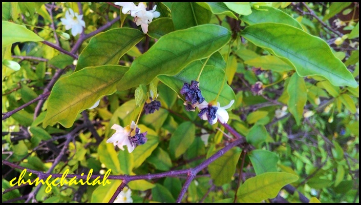Simple Living In Nancy: Growing Water Jasmine Plants, Sui Mui (Wrightia ...