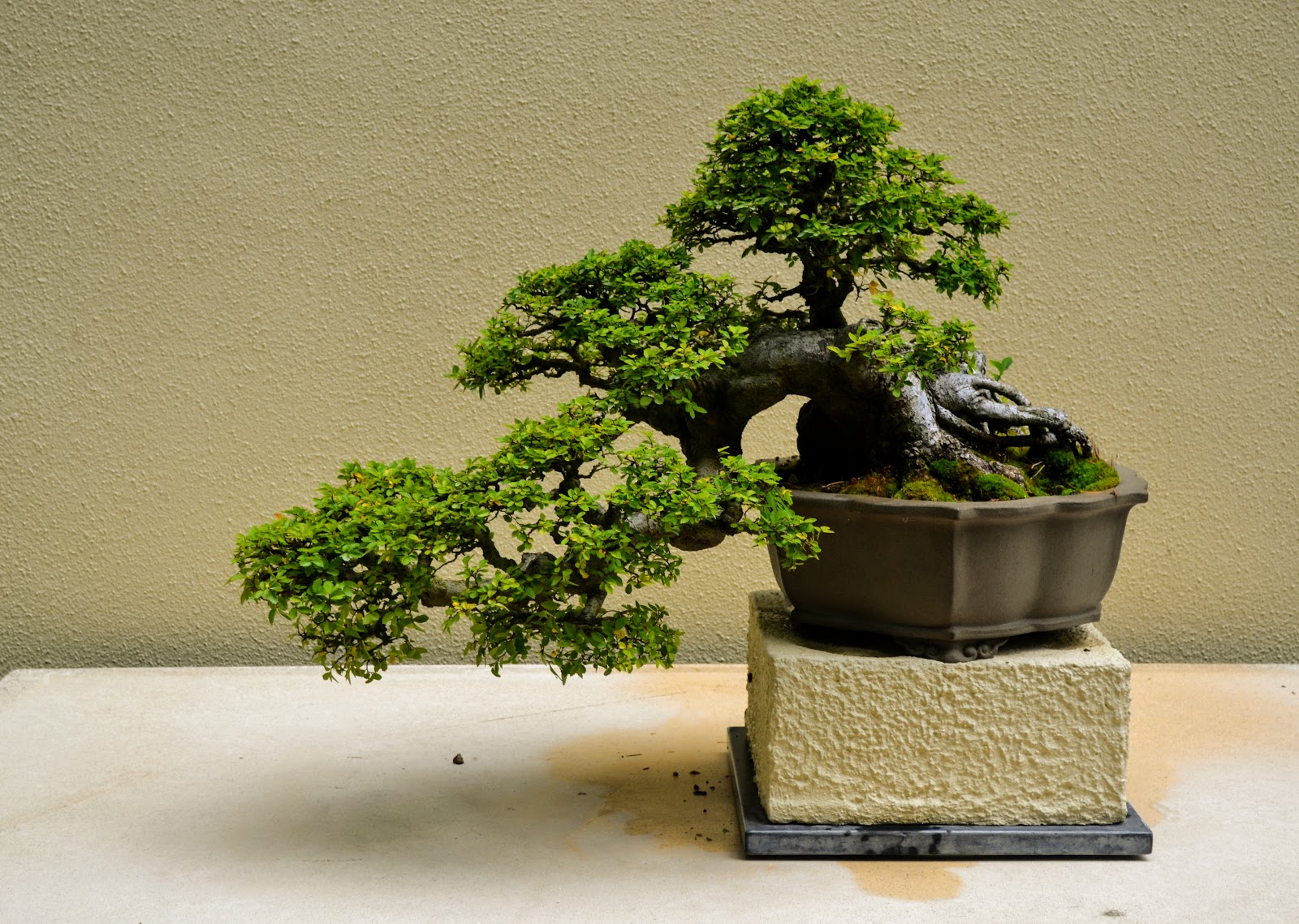 The Outlaw Gardener: The Pacific Bonsai Museum