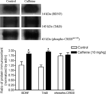 The Boundless Thicket: Caffeine