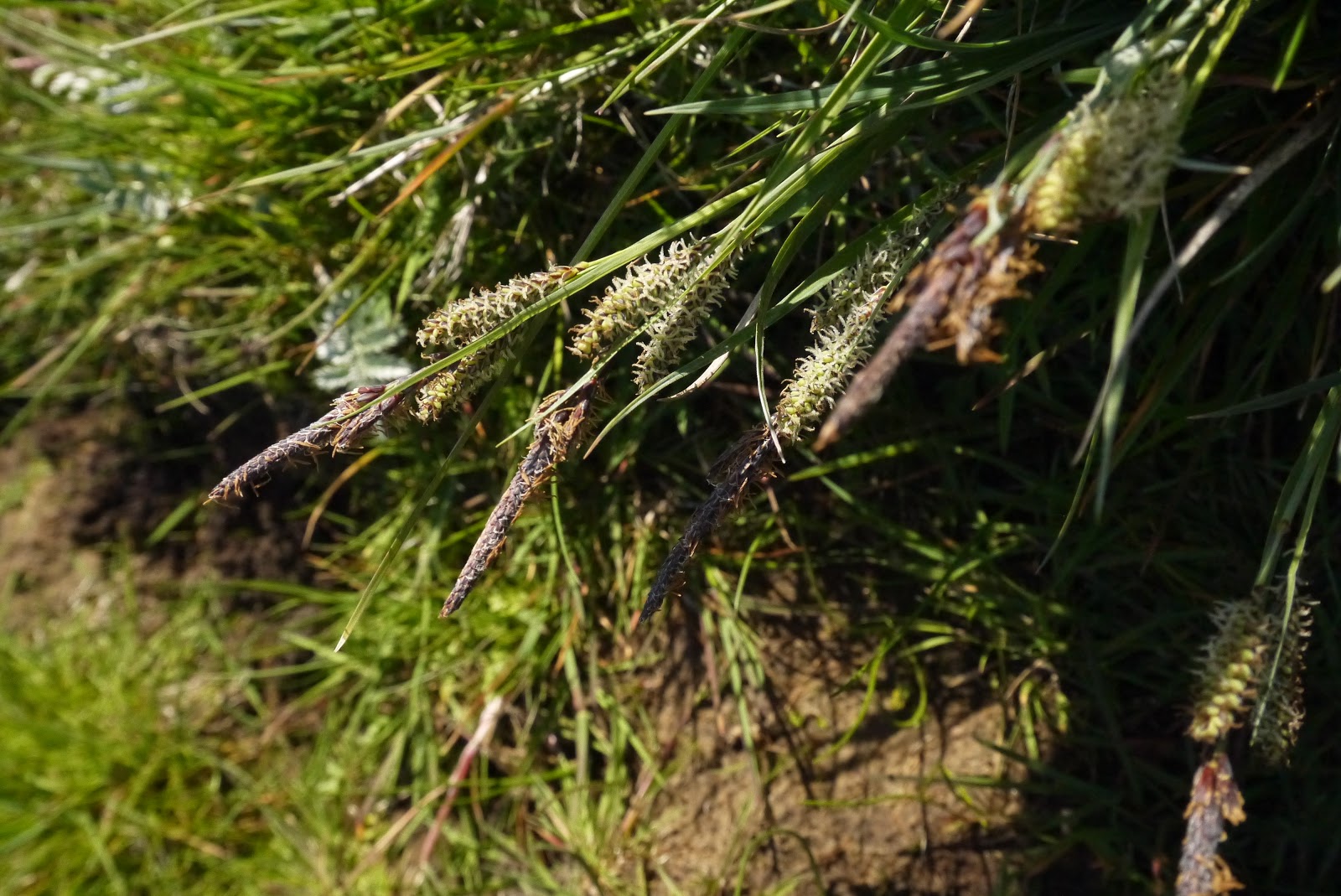 Northwest Norfolk Naturalists: Sedges