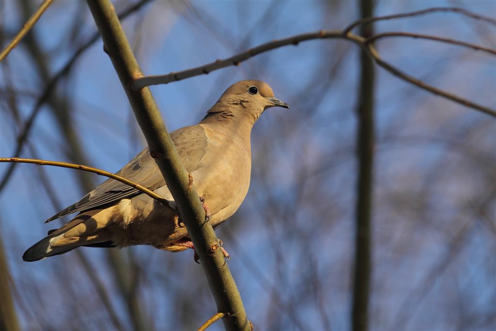 mis fotos de aves: 08/05/11