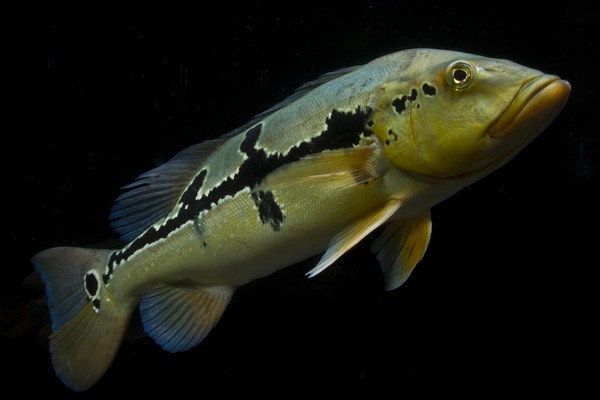 Selebere: Peacock Bass dan Jenis-Jenisnya