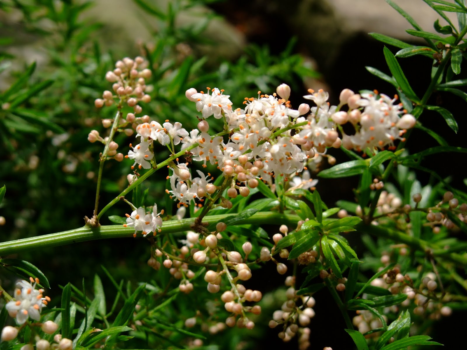 春暖花開: 武竹的花 African Asparagus Flowers