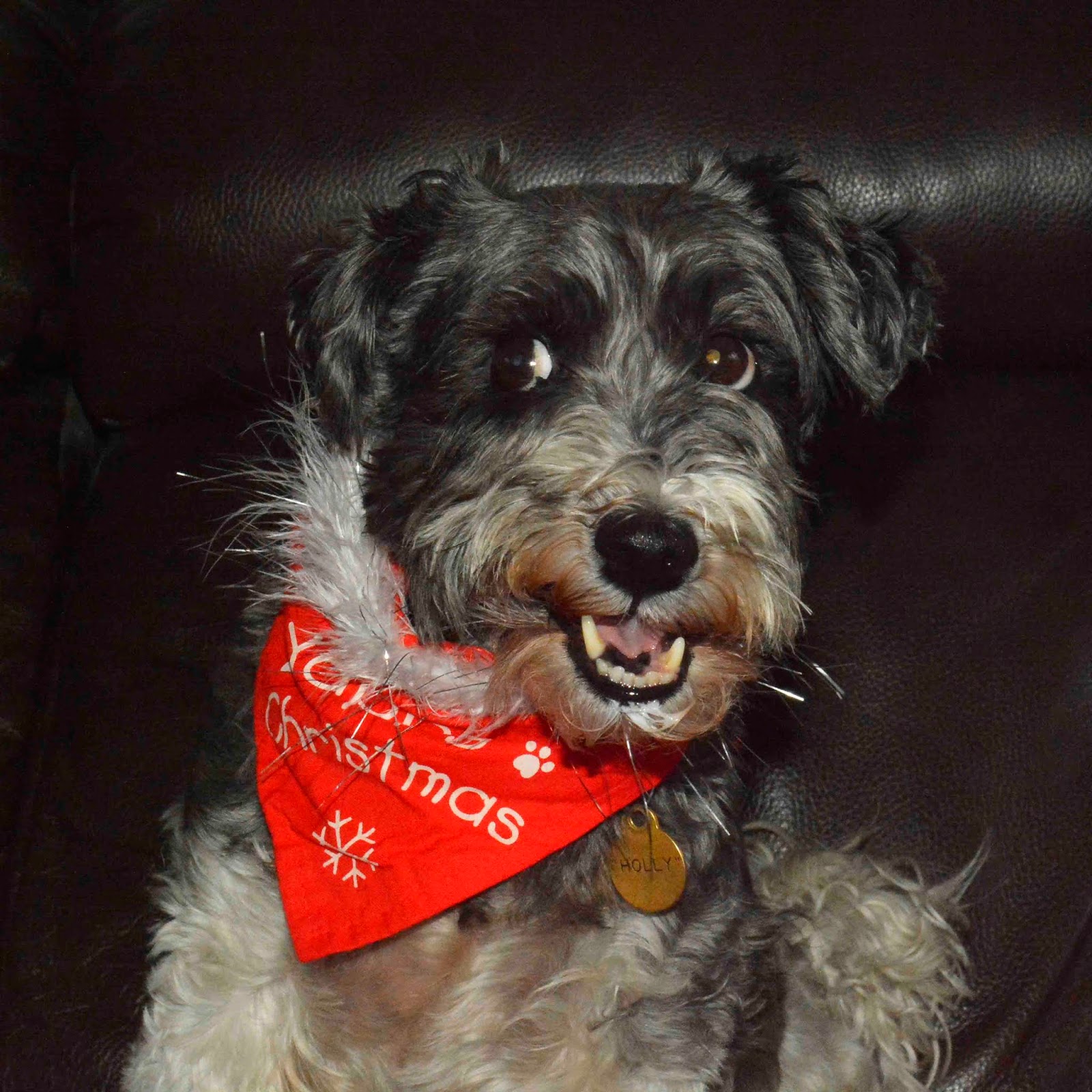 Daisy's Diary: And we all Share in a Poo Tree!