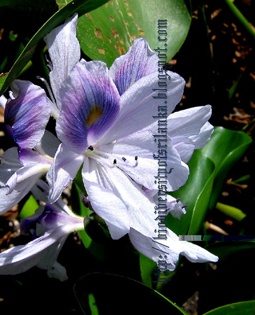 Biodiversity of Sri Lanka: ජපන් ජබර [Japan Jabara]/Water hyacinth ...