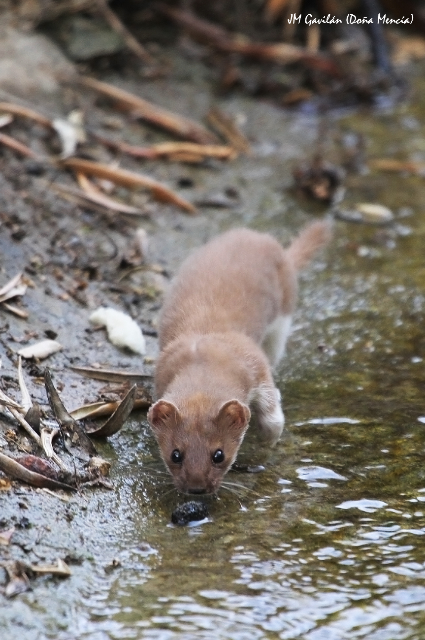 Fotografía de Naturaleza - JM Gavilán: Comadreja común (Mustela nivalis)
