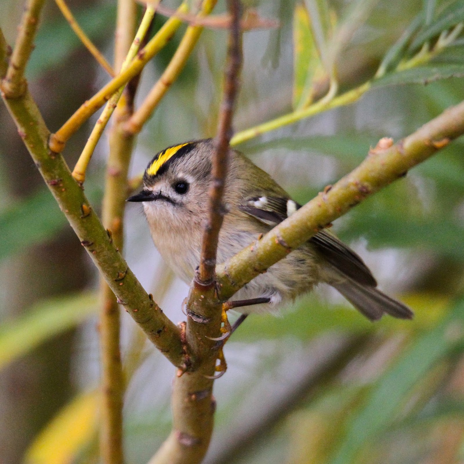 TrogTrogBlog: Bird of the week - Goldcrest