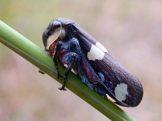 September 2012 - Insects Morphology