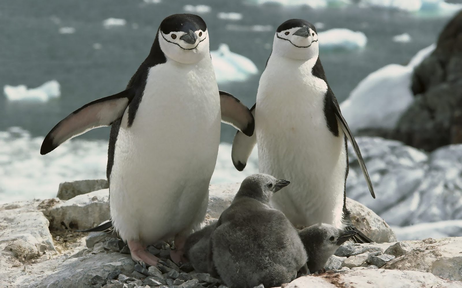 Pinguin Achtergronden