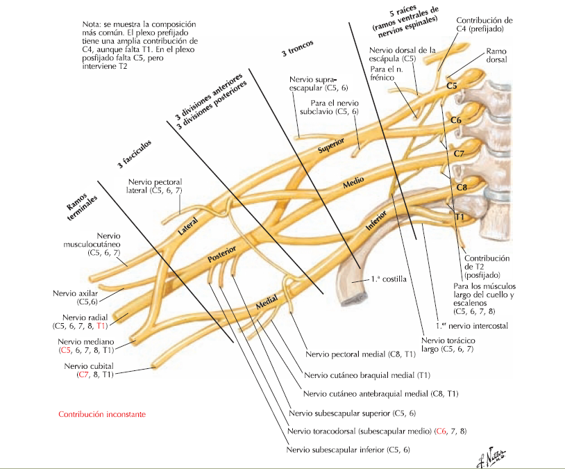 plexo braquial y lumbar