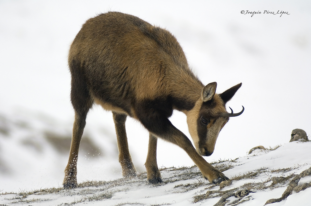 FOTO Y VIDA SALVAJE: El rebeco cantábrico (Rupicapra pyrenaica parva)