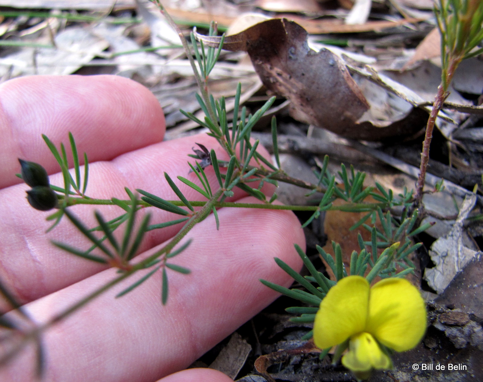 Sydney's Wildflowers and Native Plants: Gompholobium glabratum - Dainty ...