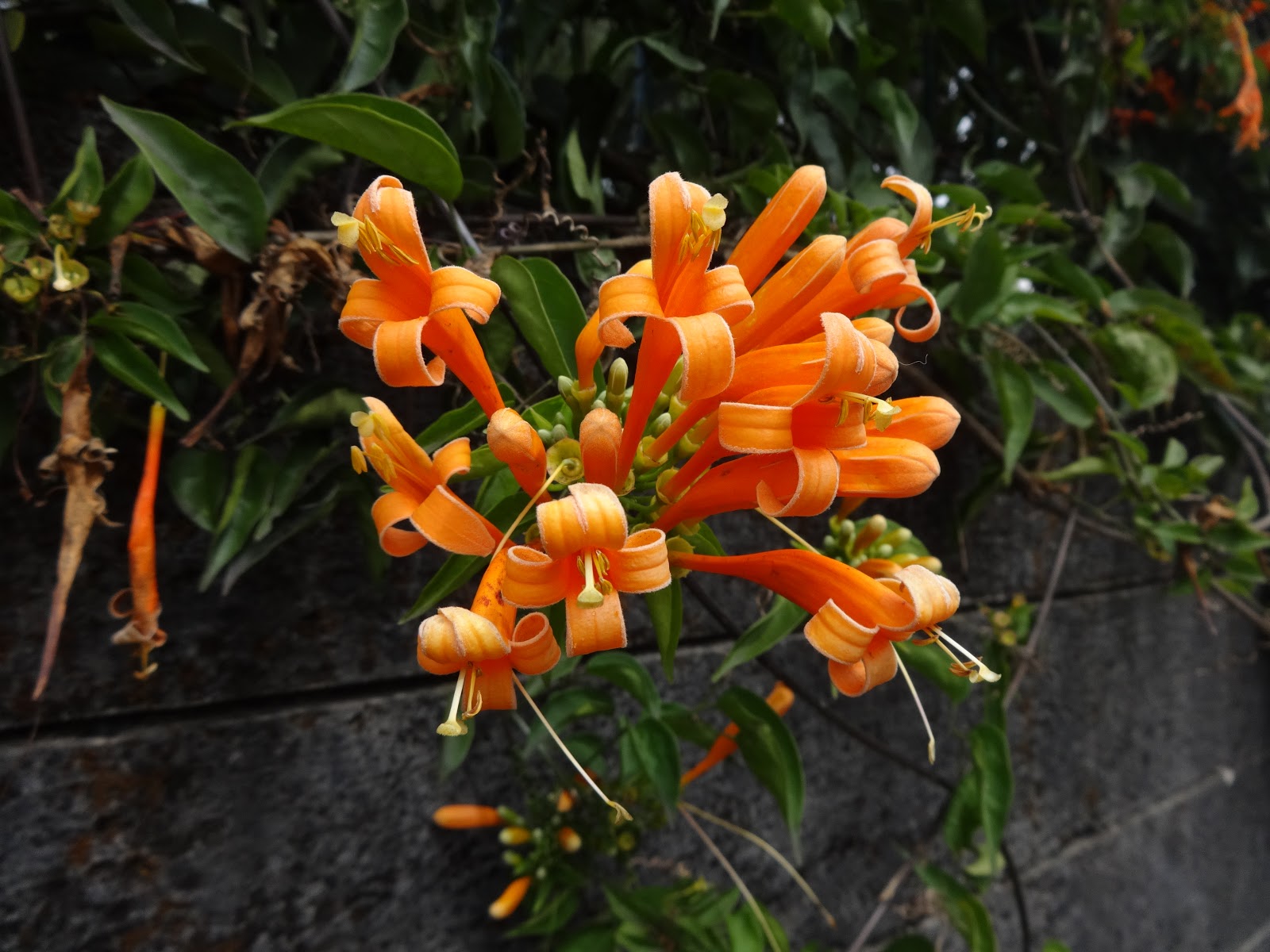 Herbs from Distant Lands: Pyrostegia venusta - Flame Flower, Golden ...