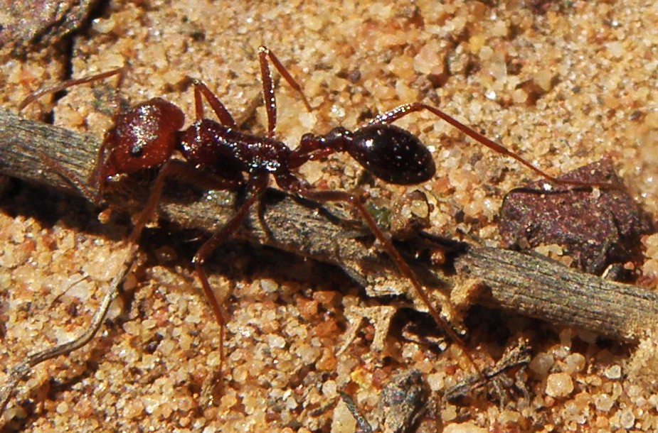 - Ants of Southern Africa -: Ant Catalogue: Southern Africa