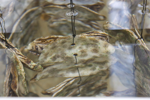 PRGC(A) DEPARTMENT OF BOTANY: Mariculture of Porphyra - an edible red alga