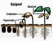 Hypogeal Germination In Maize