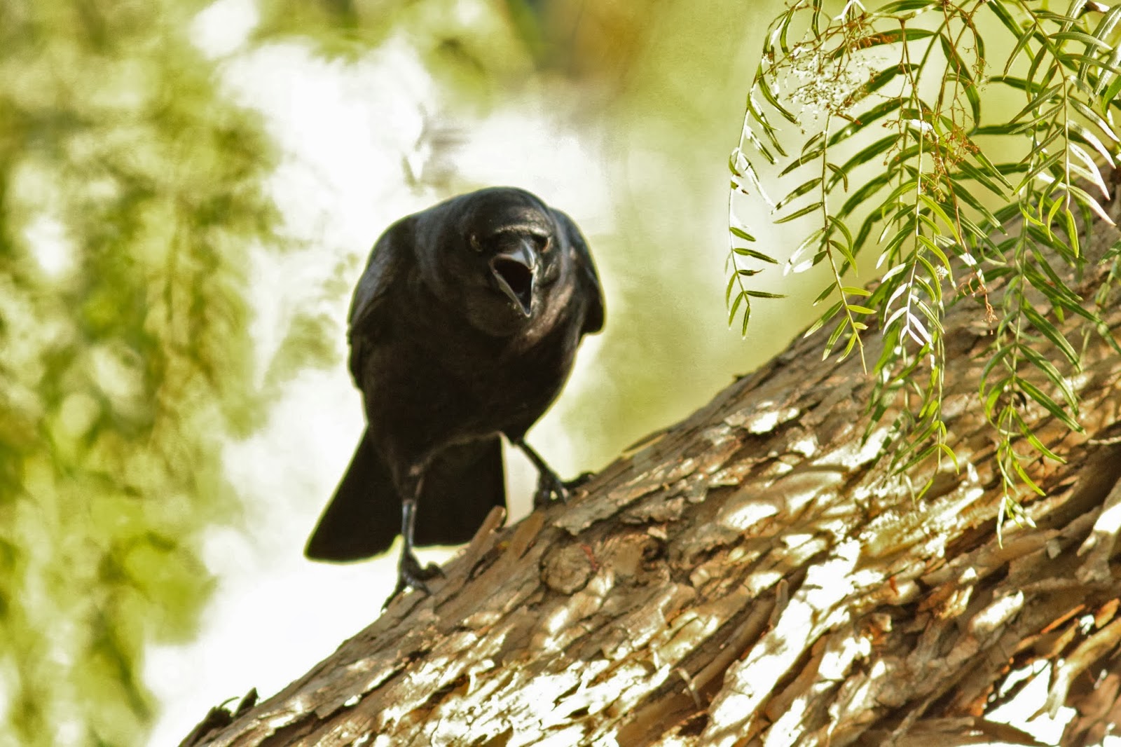 The Backyard Birder: Crows band together to run off predators