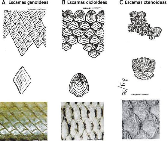 CIENCIAS NATURALES 1 OJA: octubre 2015