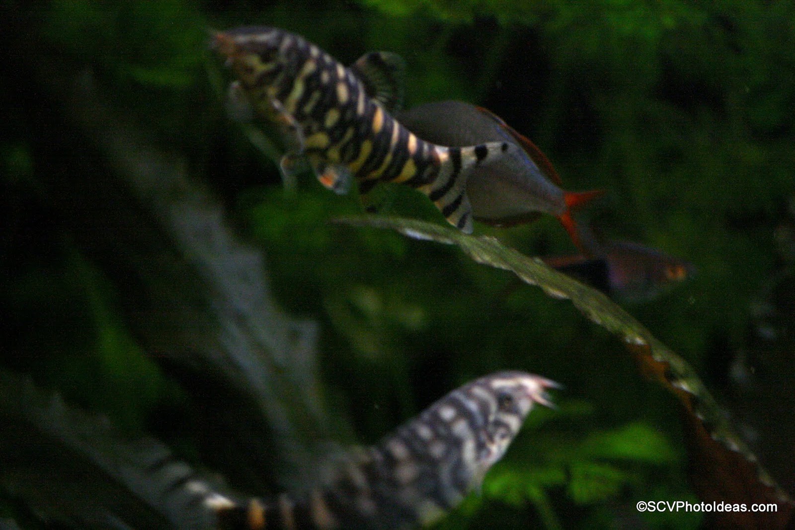 S.C.V. Aquascaping Ideas: Zebra Loach - Botia Striata and Twin Banded ...