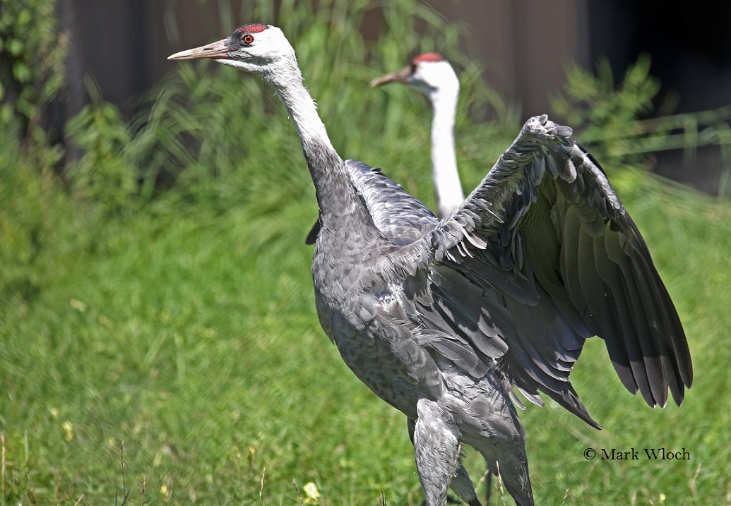 Mostly Birds (but not always): International Crane Foundation Baraboo ...