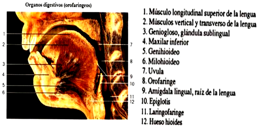Todo para el Radiologo: LARINGOFAINGE O HIPOFARINGE