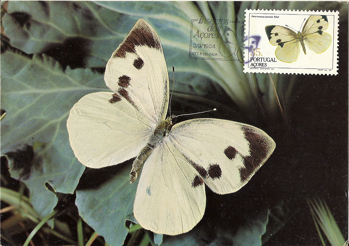 Rui Nogueira Stamps: PORTUGAL - Insects Azores (1st Group)