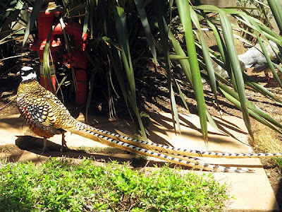 One Day in the Life of Jerome: Reeves’ Pheasant