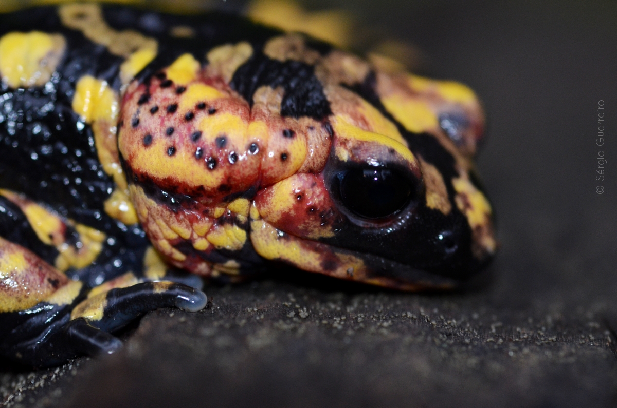 Macro Poema : Projecto 4 Estações sobre Monsanto: Salamandra-comum ...