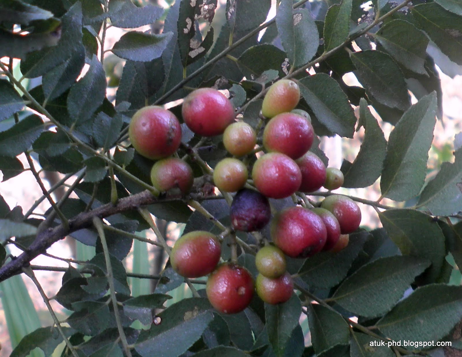 Pahala Hindari Dosa: Daun Kari