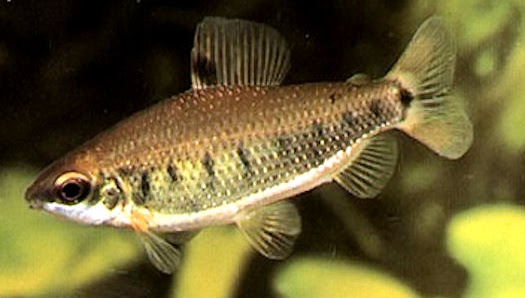 Alma d'Água: Peixes / Characiformes / Distichodontidae