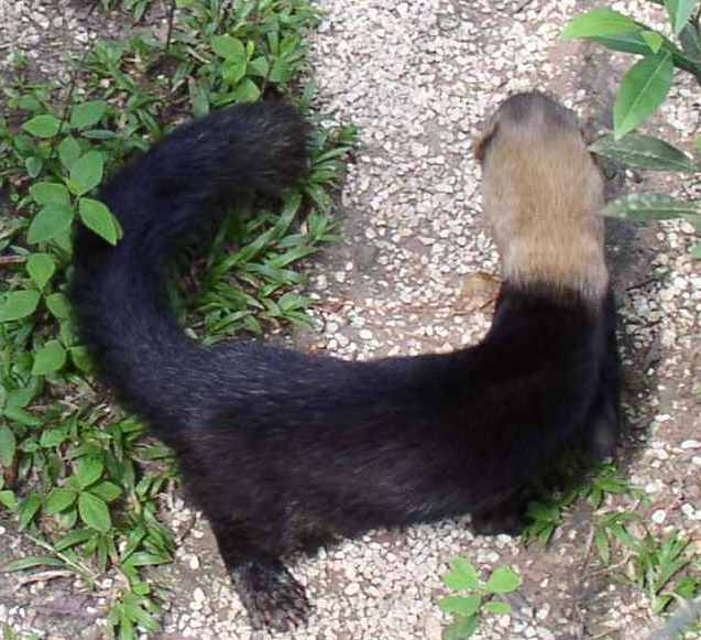Catalogue of Organisms: Variations on a Tayra
